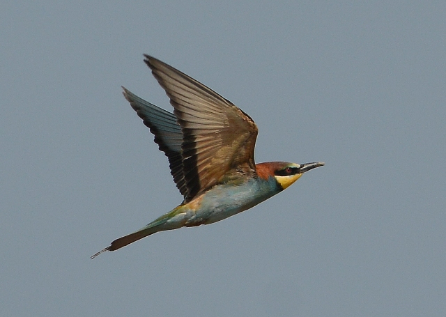 European Bee-eaters in the Algarve - a guide to identification and ...