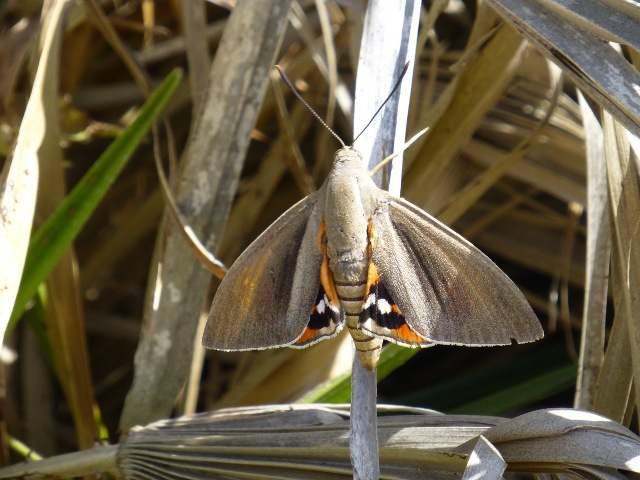 Algarve Blog, Papa-figos Jan 17