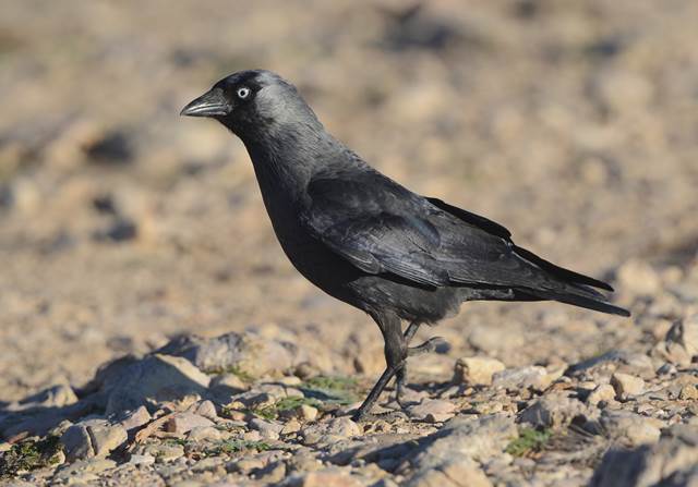 Western Jackdaw - Coleus monedula in the Algarve