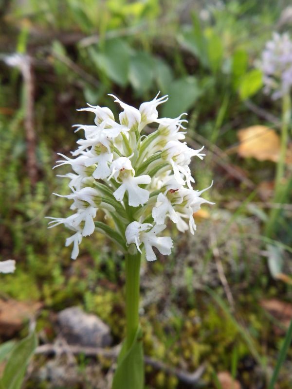 Wild Orchids - white forms