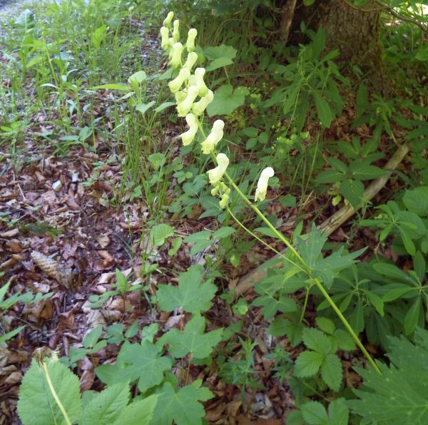 Ranunculus fluitans - Water-crowfoot