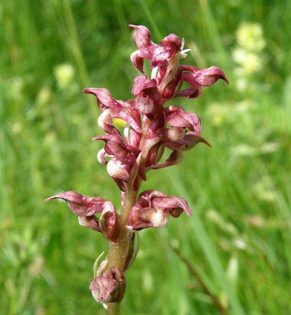 Anacamptis coriophora, Bug Orchid, habitat and identification