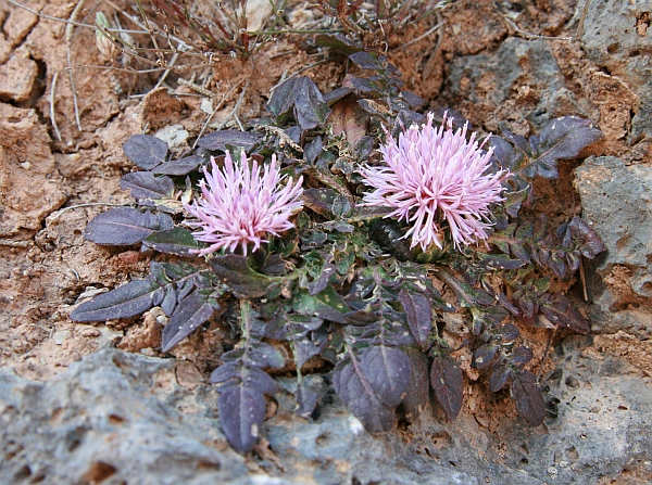 Centaurea raphanina: identification, distribution, habitat