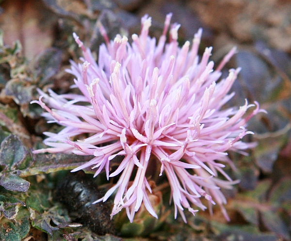 Centaurea raphanina: identification, distribution, habitat