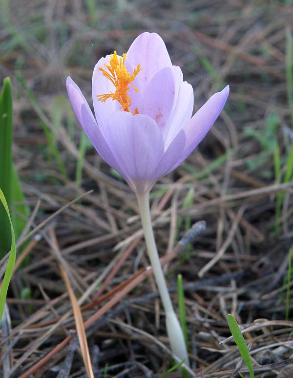 Colchicum autmnale - Autumn Crocus - Meadow Saffron