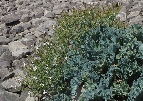 Crambe maritima, Sea-kale: identification, distribution, habitat