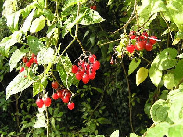 Dioscoria communis, Black‪ Bryony