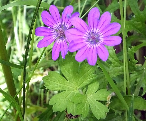 Geranium molle, Dove's-foot Crane's-bill : identification