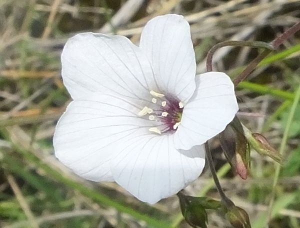 Linum suffruticosum - White Flax