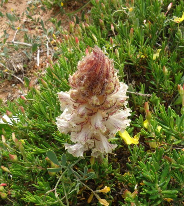 Orobanche crenata, Carnation-scented Broomrape