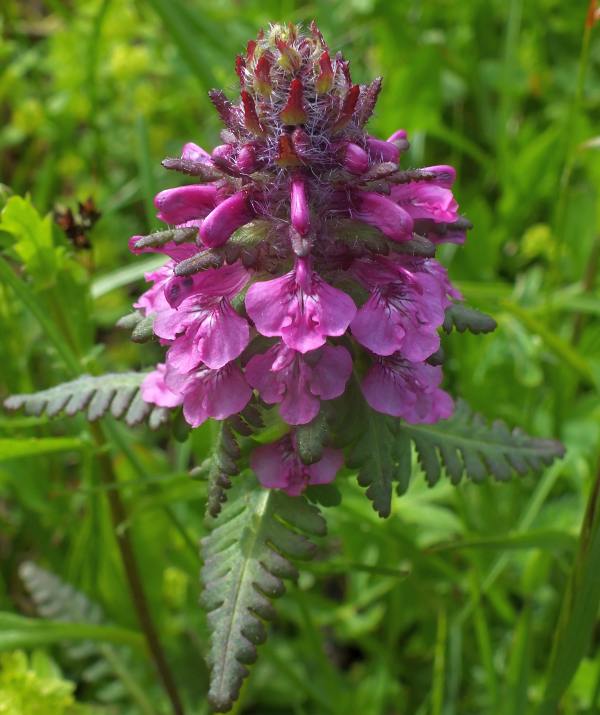 Pedicularis verticillata - Verticillate Lousewort