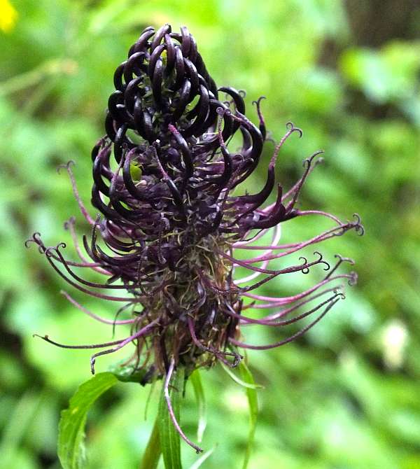 Phyteuma nigrum, Black Rampion