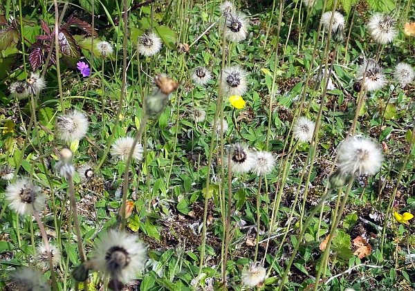 Pilosella officinarum, Mouse-ear Hawkweed: identification, distribution ...