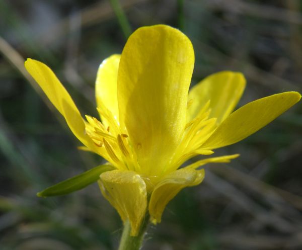 Ranunculus auricomus, Goldilocks Buttercup: identification ...