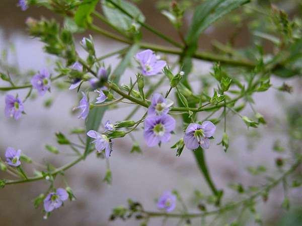 Veronica anagallis-aquatica, Water Speedwell: identification ...