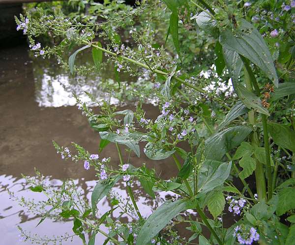 Veronica anagallis-aquatica, Water Speedwell: identification ...