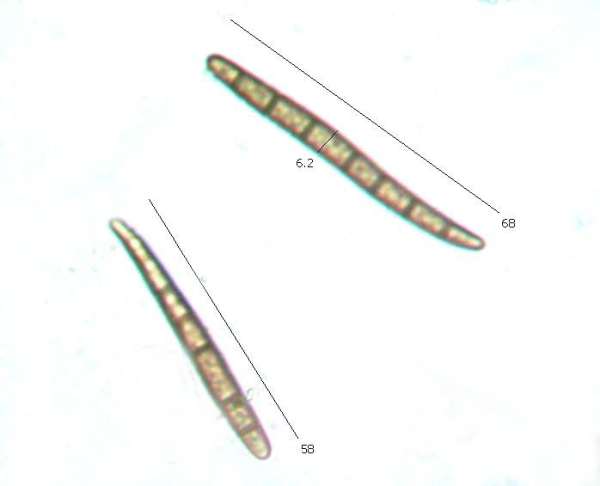 Geoglossum cookeanum identification