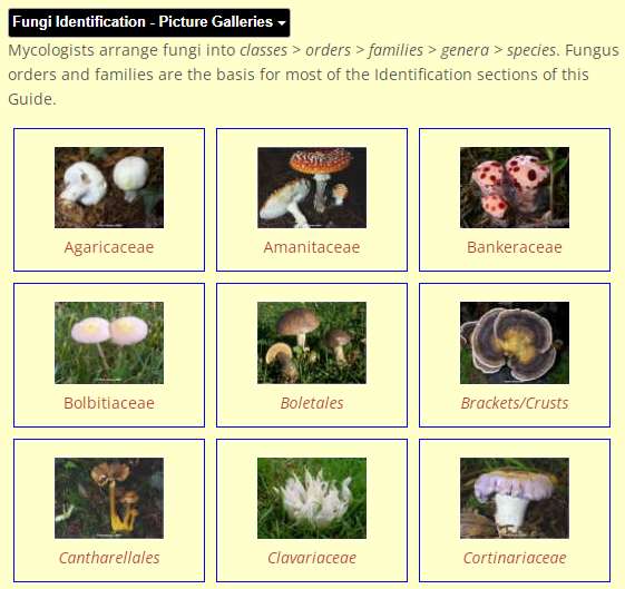 Wildflowers, wild orchids, fungi, wildlife; nature books, reserves