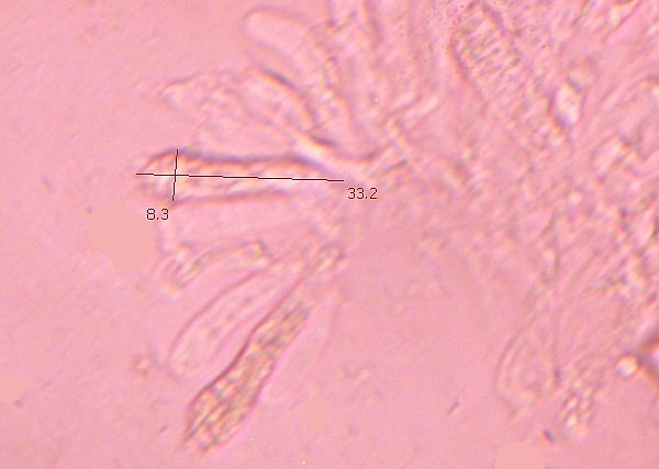 Hygrocybe subpapillata, Papillate Waxcap mushroom, identification