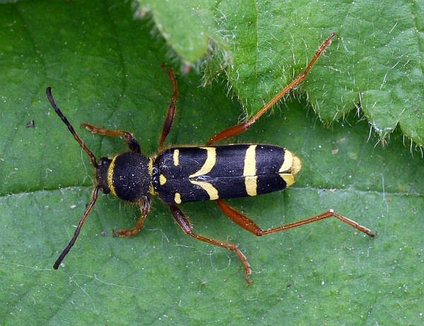 Beetles Illustrated Guide: beetles in Britain, Europe