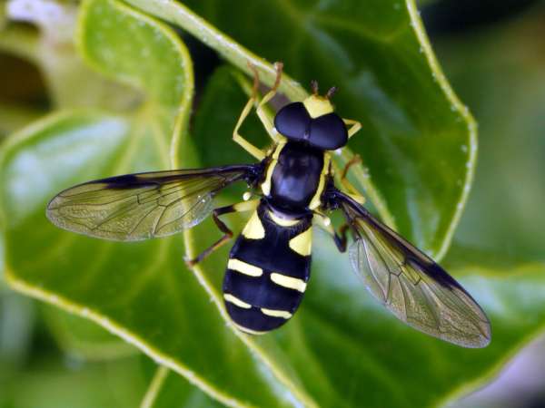 Hoverflies and droneflies picture gallery
