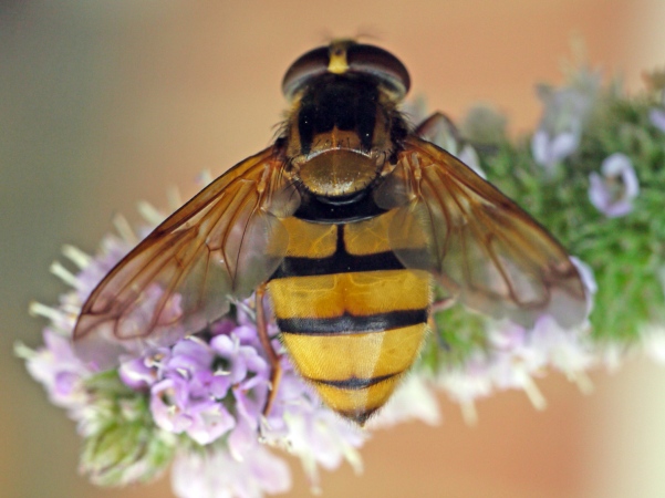 Hoverflies and droneflies picture gallery