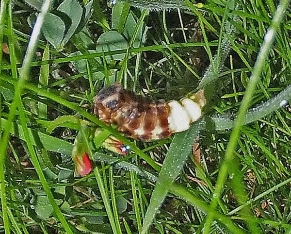 Lampyris noctiluca, Glow-worm: identification guide