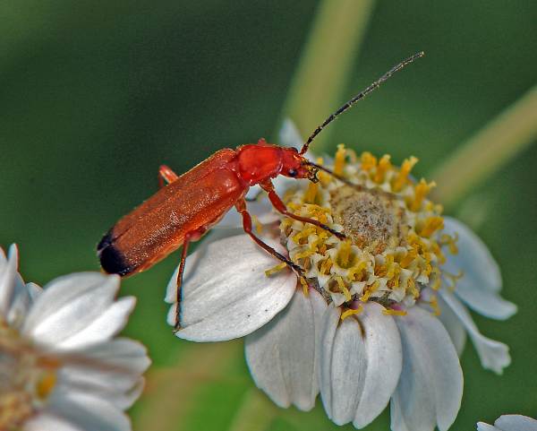 Red Soldier Beetle