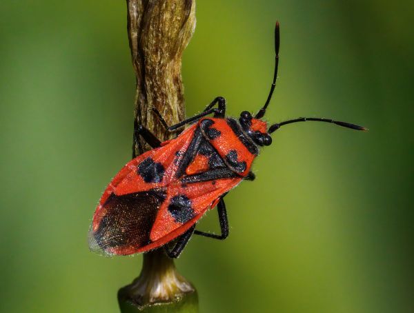 Corizus hyoscyami, Cinnamon Bug, identification guide