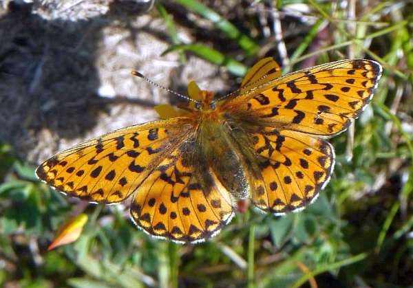 Pearl-bordered Fritillary, Boloria euphrosyne, identification guide