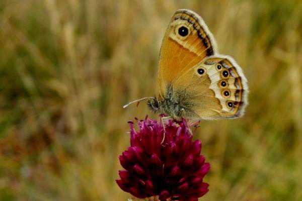 Dusky Heath Butterfly, Coenonympha dorus, identification guide