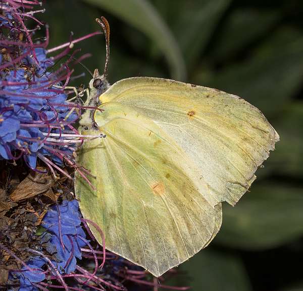 Cleopatra Butterfly, Gonepteryx maderensis, identification guide