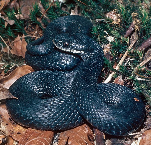 Vipera berus, Adder or Viper, identification guide