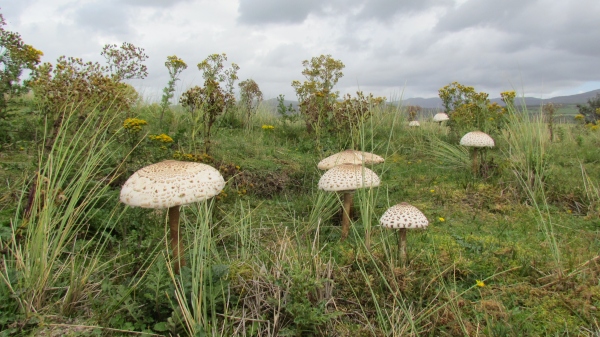 Morfa Dyffryn National Nature Reserve, North Wales