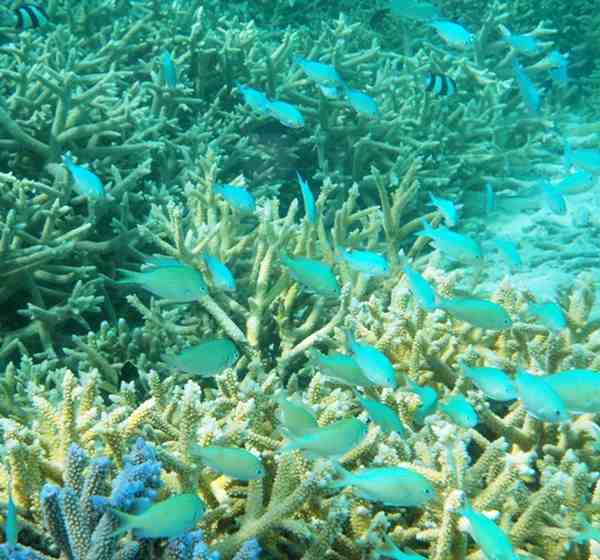 Guide to the wildlife of the Maldive Islands