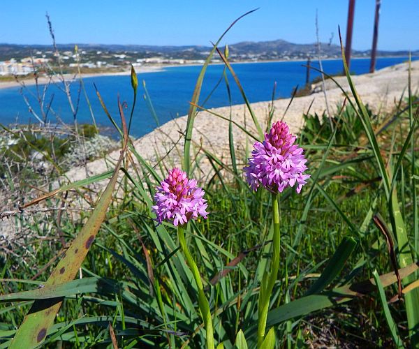 Rhodes - landscape description, site locations and wildflower species guide