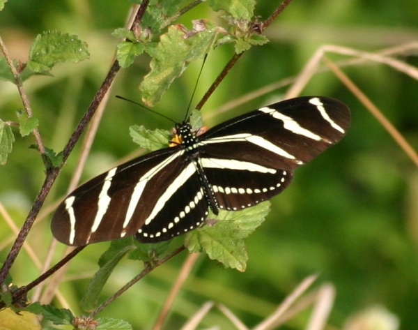 Wildlife of Everglades National Park, Floridao, USA