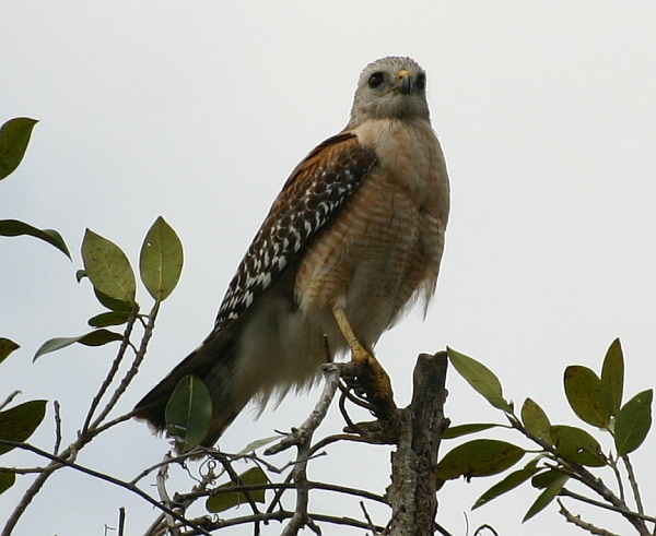 Wildlife of Everglades National Park, Floridao, USA